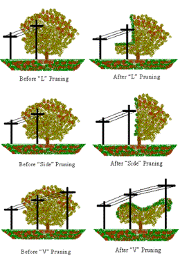 Tree Trimming | Jump River Electric Cooperative